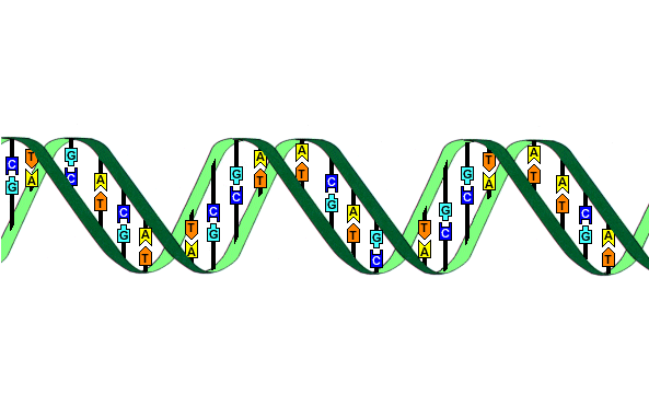 Las macromoleculas más importantes de la vida: ADN y ARN | Webscolar