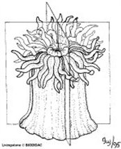 La simetría y sus tipos de cortes | Webscolar