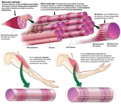 Contractibilidad del tejido muscular | Webscolar